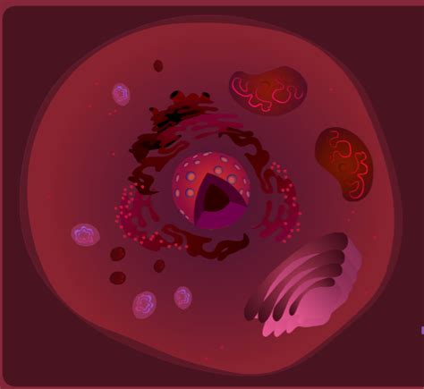 Cell Structure And Cell Organelle Functions Diagram Quizlet