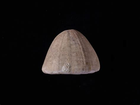 Control Of Mobil Robots In Fuzzy Environment Neliti