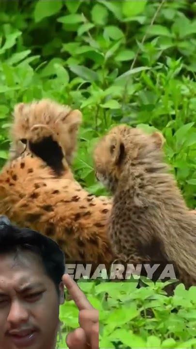 Cheatah Vs Anjeng Youtube