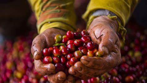 Guía Completa Cómo Cultivar Café En Colombia