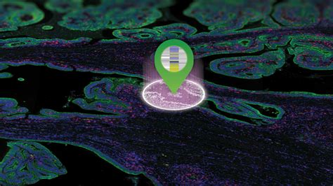 what is a morphology marker nanostring