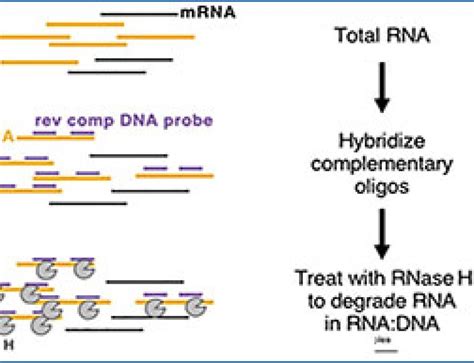 A Rapid Simple And Inexpensive Method For The Preparation Of Strand