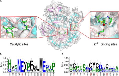 Beta Galactosidase Active Site