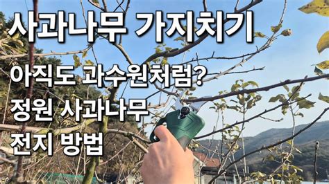 아직도 사과나무 가지치기를 과수원처럼 정원 사과나무 가지치기 방법은 딱 이정도면 됩니다 Youtube