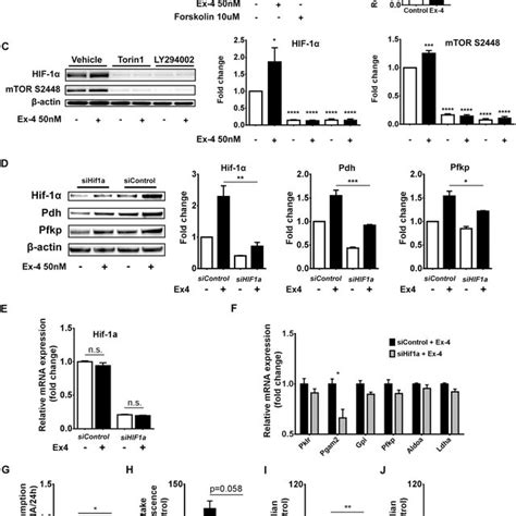 Glp 1r Signalling Promotes β Cell Glucose Metabolism Via Mtor Dependent Download Scientific