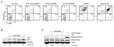 Real Time Analysis Of Transcription Factor Binding Transcription Translation And Turnover To