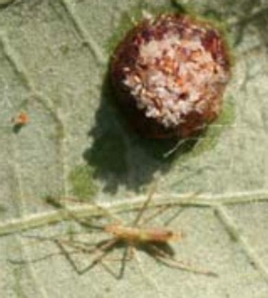 Entomology Good Bug Bad Bug Flashcards Quizlet