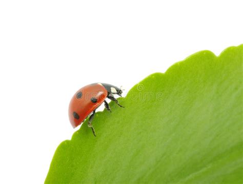 Ladybug Feast Stock Image Image Of Color Cute Harmless