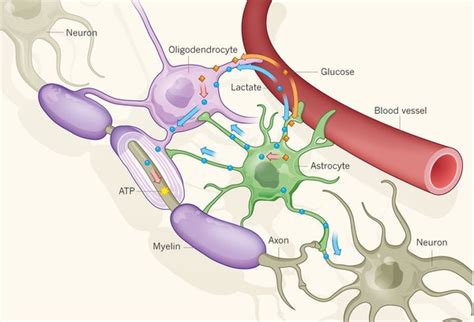Metabolic Support For Neurons Neurons Anatomy And Physiology Neuroscience