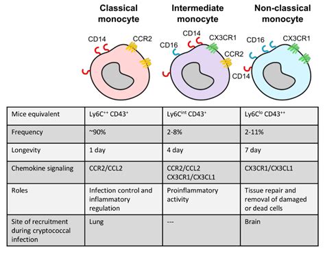 JoF Free Full Text The Diverse Roles Of Monocytes In Cryptococcosis
