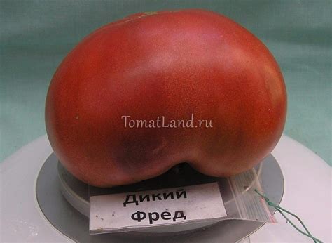 Томат Дикий Фред: описание сорта, ОТЗЫВЫ (13), фото, урожайность