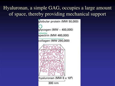 Ppt Cell Junctions And Extra Cellular Matrix Ii Powerpoint Presentation Id 318060