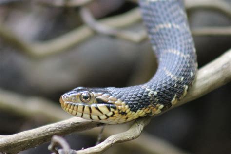 Snakes Native To Florida
