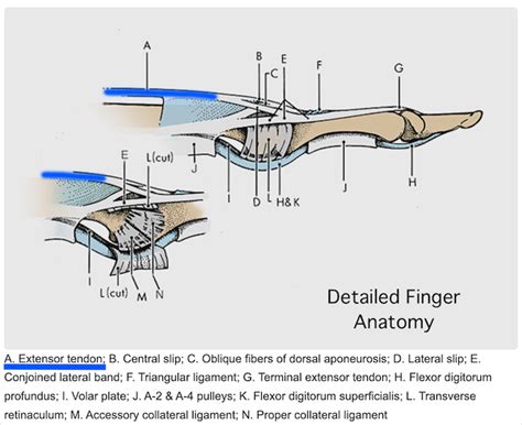 Index Extensor Tendon Combined Edc And Eipanatomy Anatomic Structures
