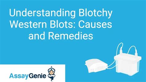 얼룩덜룩한 웨스턴 블롯 이해 원인 및 해결 방법 Assay Genie Korea