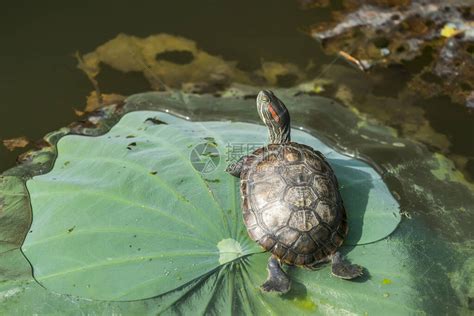 乌龟在荷叶上休息高清图片下载 正版图片506468671 摄图网