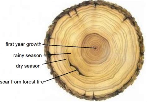 Interpreting Tree Rings A Beginner S Guide