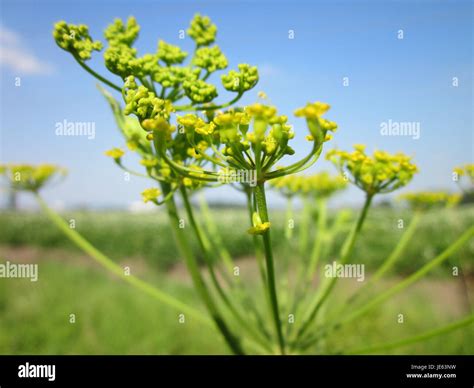 This Photograph Shows Pastinak Also Known As Parsnip Growing In A Field Near Hockenheim