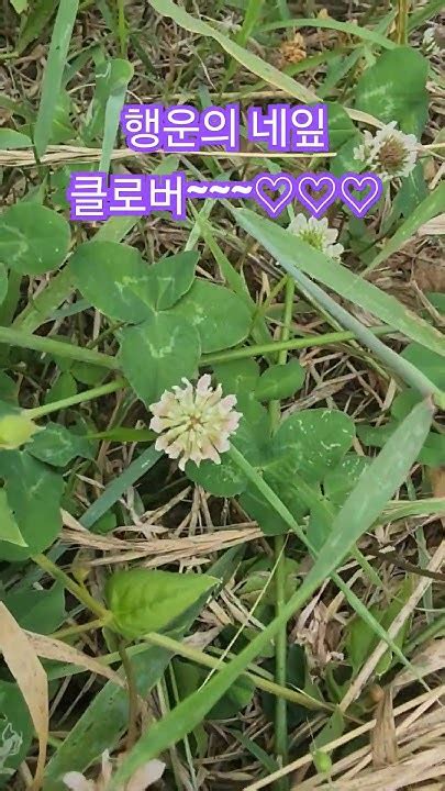 행운의 네잎 클로버 토끼풀 ~~~♡♡♡ 네잎클로버행운토끼풀작은새콩과 Youtube