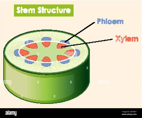 Diagram Showing Stem Structure Illustration Stock Vector Image Art Alamy