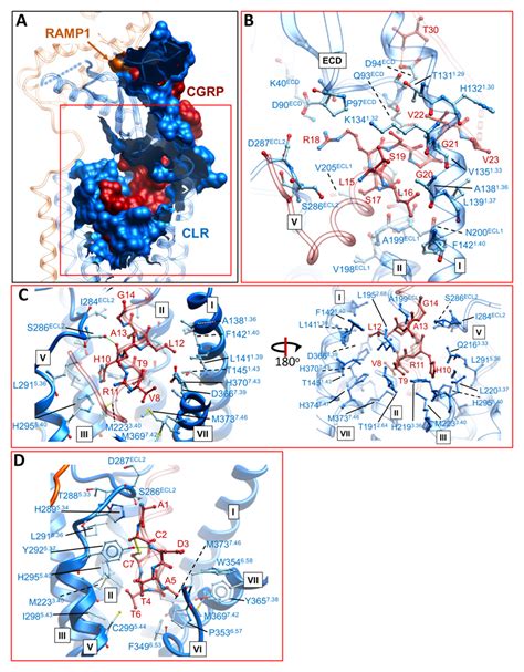 Cryo Em Structure Of The Active Gs Protein Complexed Human Cgrp Receptor Pmc