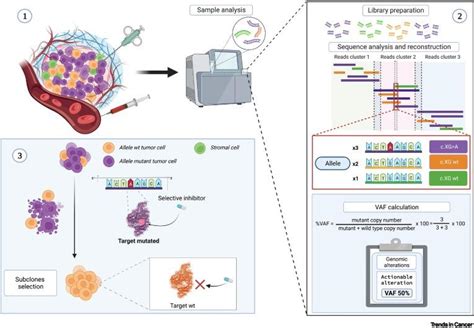 Variant Allele Frequency A Decision Making Tool In Precision Oncology