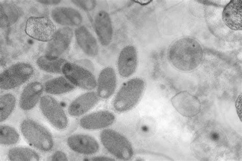 The Role Of Microbial Diversity In Microbial Electrosynthesis