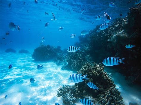 얕 은 물 속 물고기 떼 촬영 풍경 자연스러운 색깔 배경 일러스트 및 사진 무료 다운로드 Pngtree