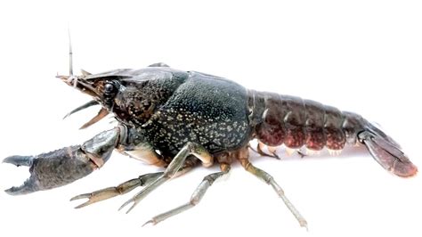 El Cangrejo De Mármol La Especie Mutante Que Se Clona A Sí Misma Y