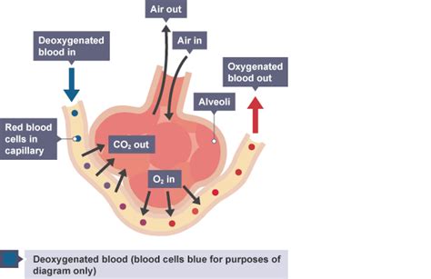 IGCSE Biology Notes 2 38 Understand The Role Of Diffusion In Gas Exchange
