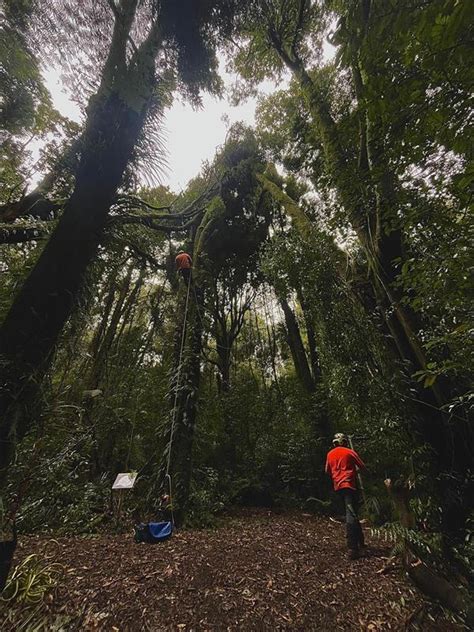 A Decade Of Expert Arborist Support Helps Keeps Maunga Safe Waipa