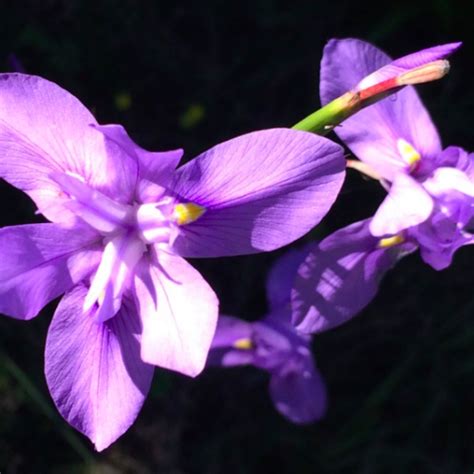 Blue Tulip Moraea Polystachya Plant Care And How To Grow Water