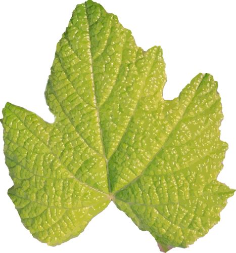 Leaf Without A Stem Public Domain Vectors