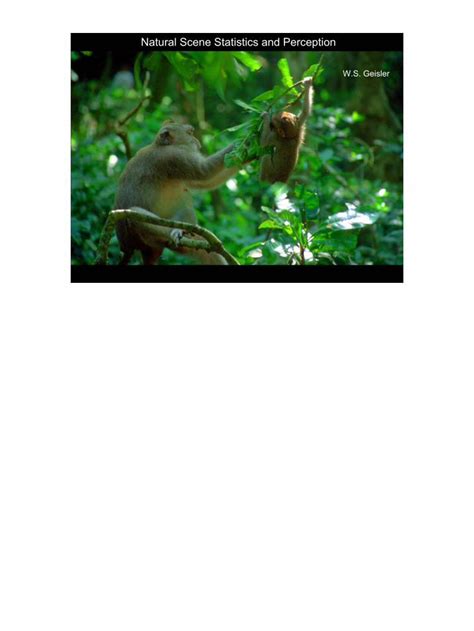 pdf natural scene statistics and perceptionthe retinal image produced