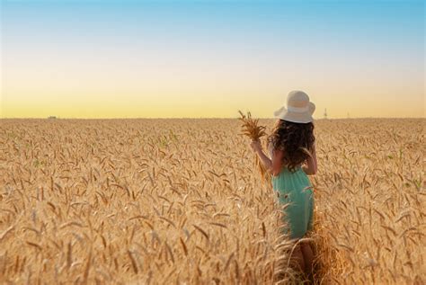 밀밭에서 여자가 밀 줄기를 들고 있는 평화로운 여름날 수확 개념 14 15 살에 대한 스톡 사진 및 기타 이미지 14 15 살 경관 계절 Istock