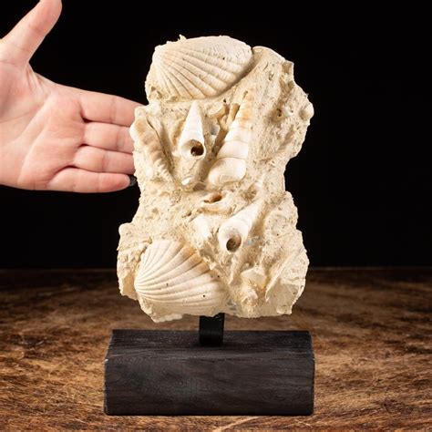 Pecten Fossil Shell Slab 250×130×100 Mm Catawiki