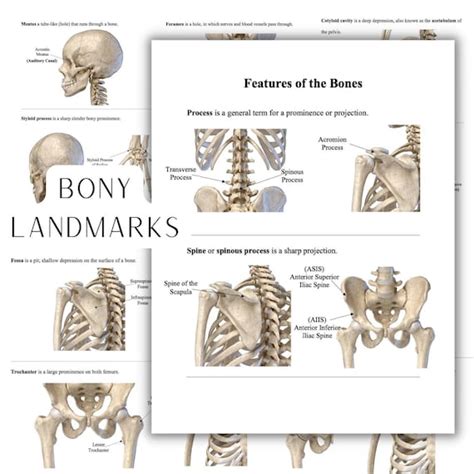 Landmarks And Bone Markings Chart