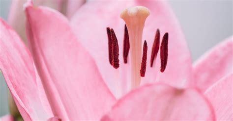 관상용 식물 꽃 꽃 사진 꽃무늬 꽃이 만개한 꽃이 피는 꽃잎 꽃집 나리 매크로 밝은 백합 봄 봄 식물