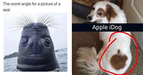 45 Funny Animal Memes From This Week To Keep You Laughing March 29 2024