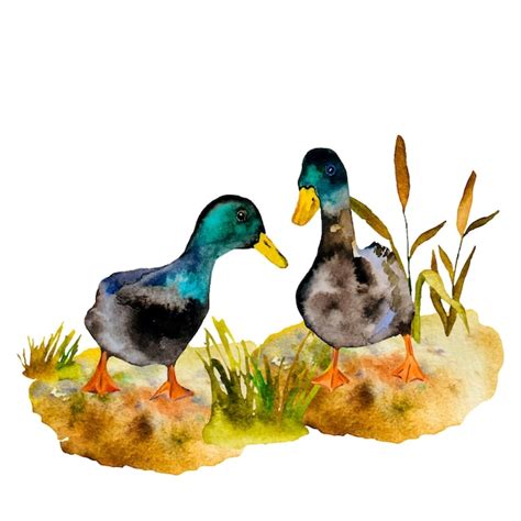 Acuarela De Patos Hierba Juncos Patos En El Césped Vector Premium
