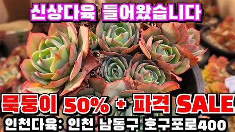 인천다육 ️묵둥이50sale 신상다육이 파격가세일 🏡인천 남동구 호구포로400 ☎️ 010 5316 7402 Youtube