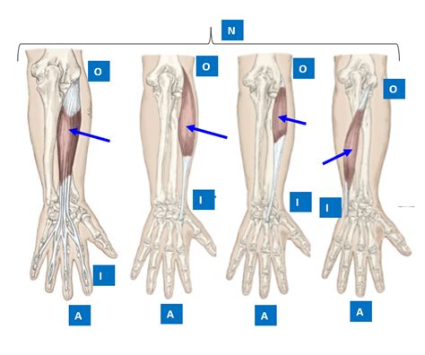 Pht1103 Anatomy Aoin Forearm Extensor Group Diagram Quizlet