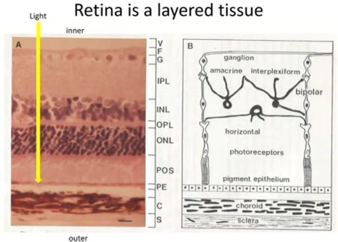 Phototransduction And Retinal Processing Flashcards Quizlet