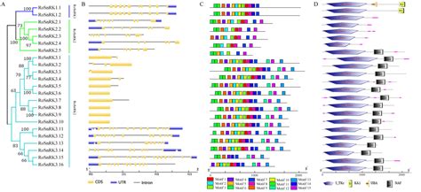 Plants Free Full Text Comprehensive Genomic Analysis Of Snrk In Rosaceae And Expression
