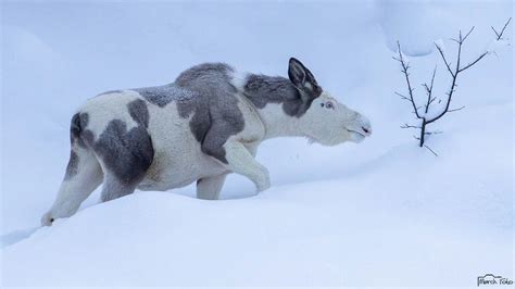 Piebald Moose Latest News And Updates