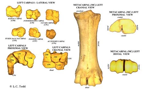 Bison Anatomy Understanding Their Unique Structure All About Bison