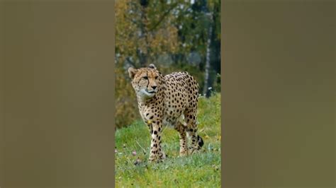 Cheetha Bangaloretouristplacesprut2249 Youtube