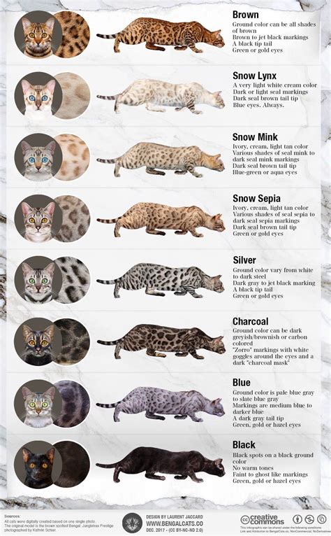 What Cat Coat Colors At Sean Chaffey Blog