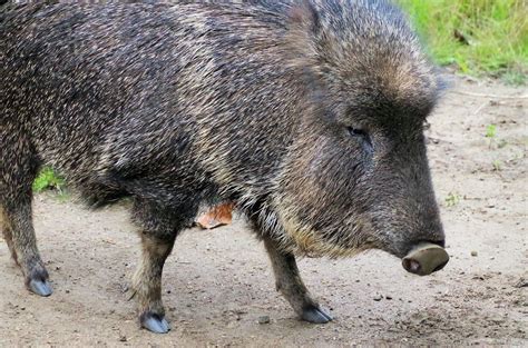 Definitive Guide To Chacoan Peccary Facts Habitat Conservation Status