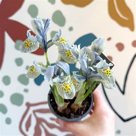 Iris ‘katharine Hodgkin Potted Blue Dwarf Iris Sprouts Of Bristol